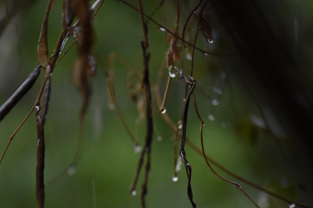 Raindrops on Plants - PixaHive