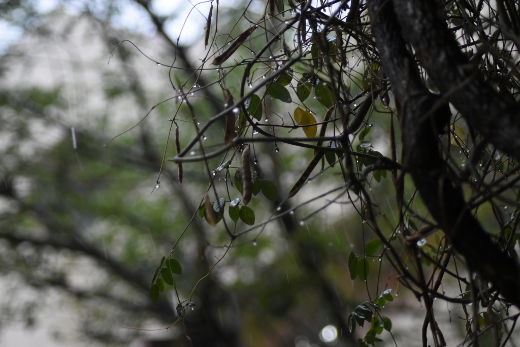 Raindrops on Trees - PixaHive