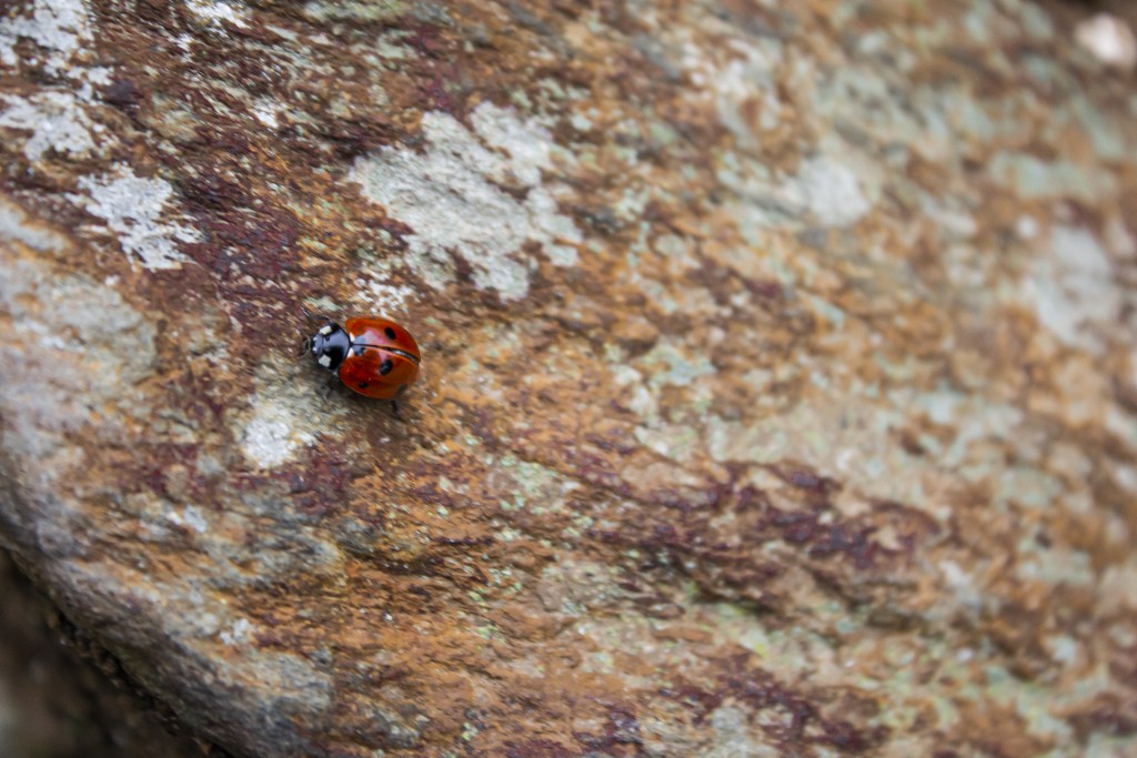 Ladybird fly away home - PixaHive