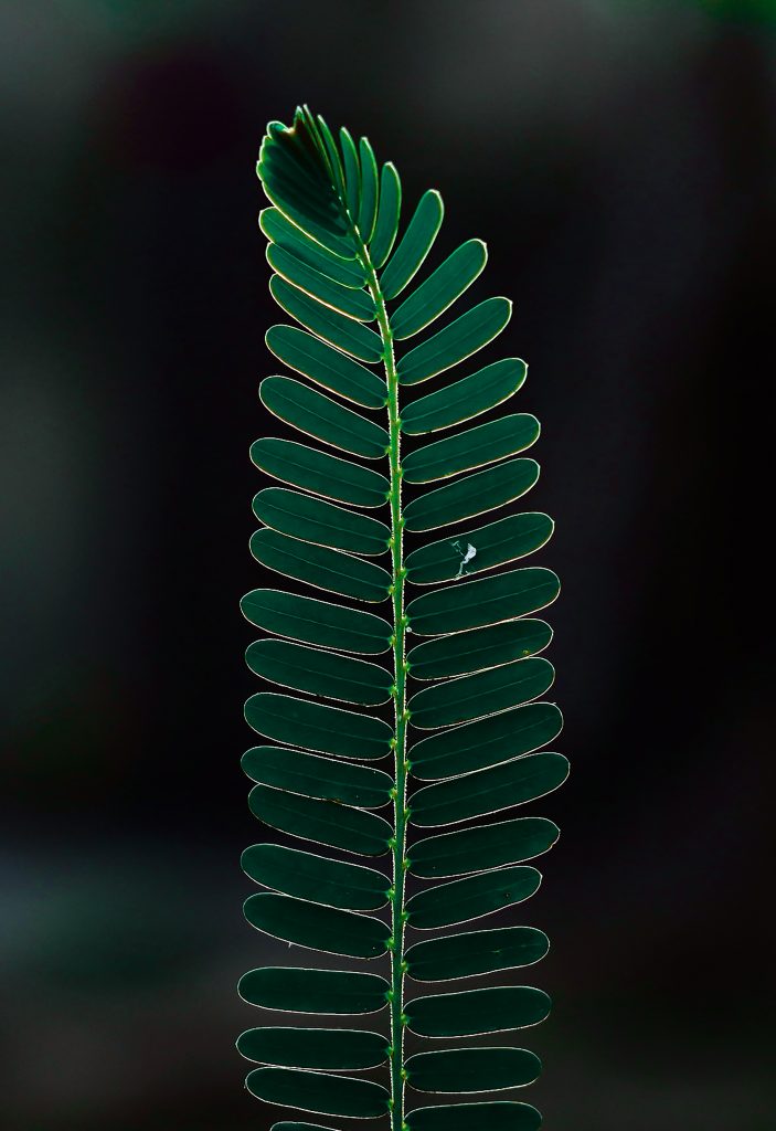 Reflection of leaf - PixaHive