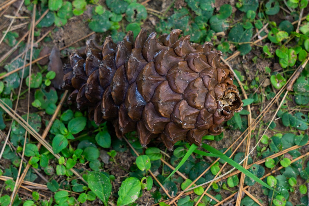 Ripe fruit of pine tree on ground - PixaHive