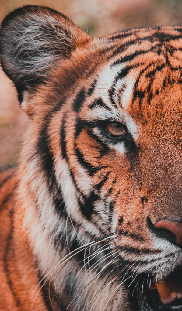 Roaring Tiger - PixaHive