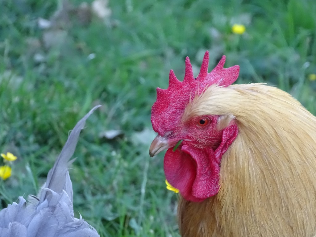 Rooster Head Shot - PixaHive