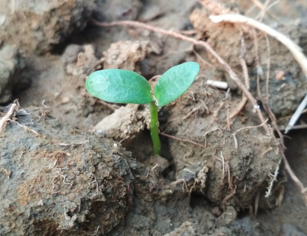 Sapling of Tiny growing plant - PixaHive