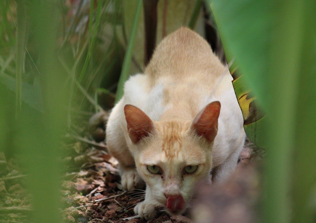 Scary white cat - PixaHive