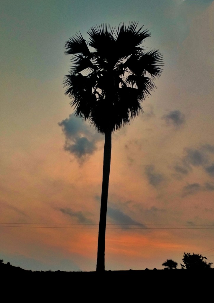 Silhouette of Palmyra Palm - PixaHive