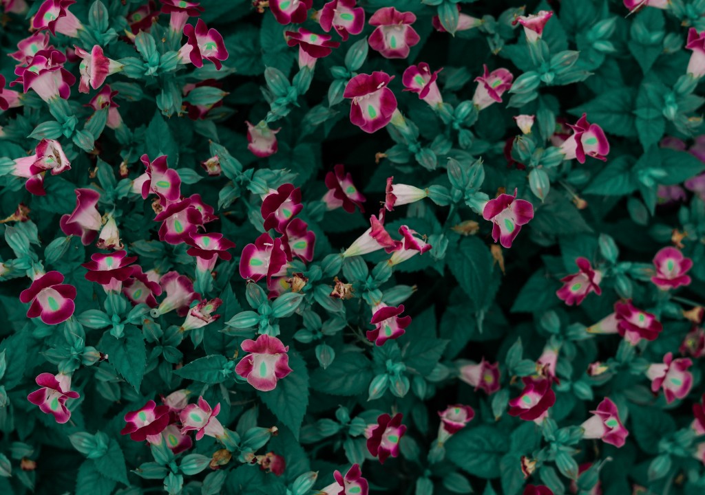 Small Flowers - PixaHive