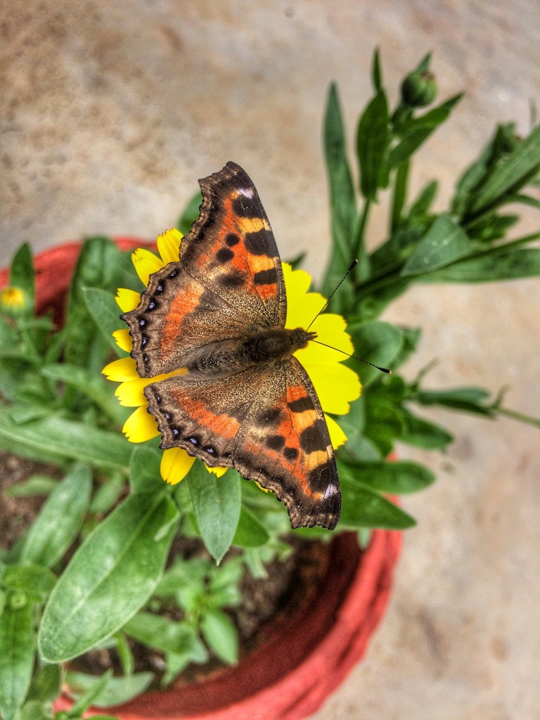 Small Tortoiseshell Butterfly - PixaHive