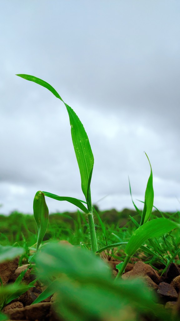 Small green plant - PixaHive