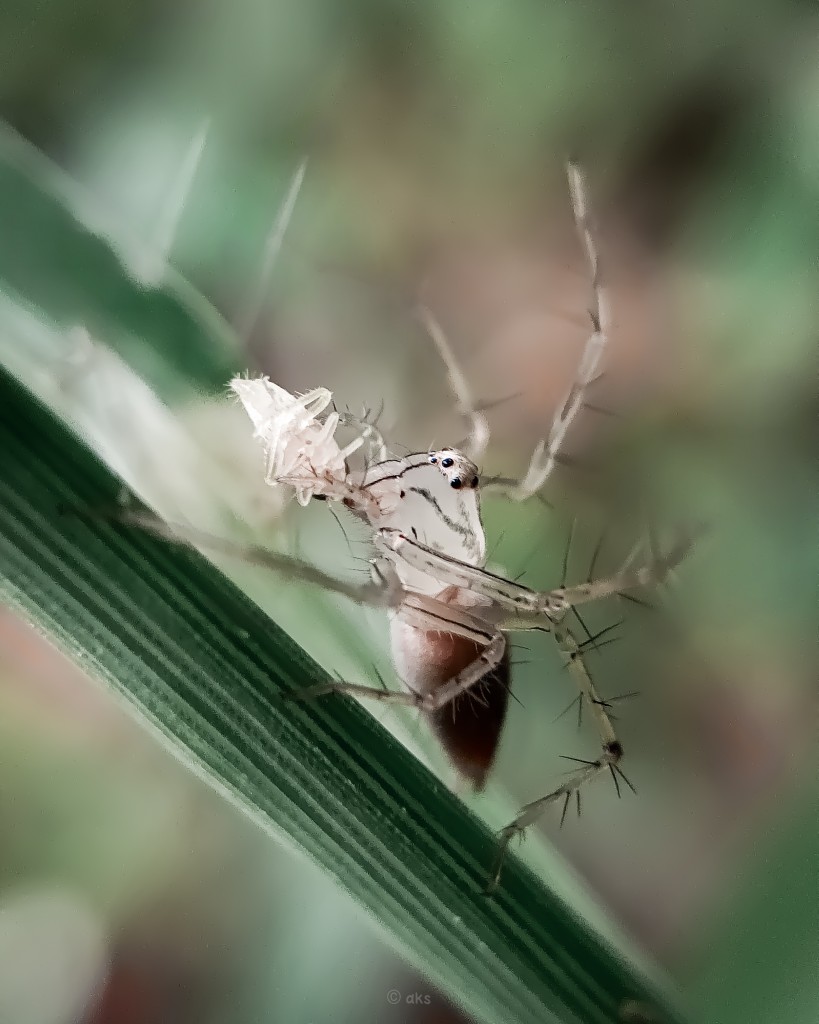 Small spider - PixaHive