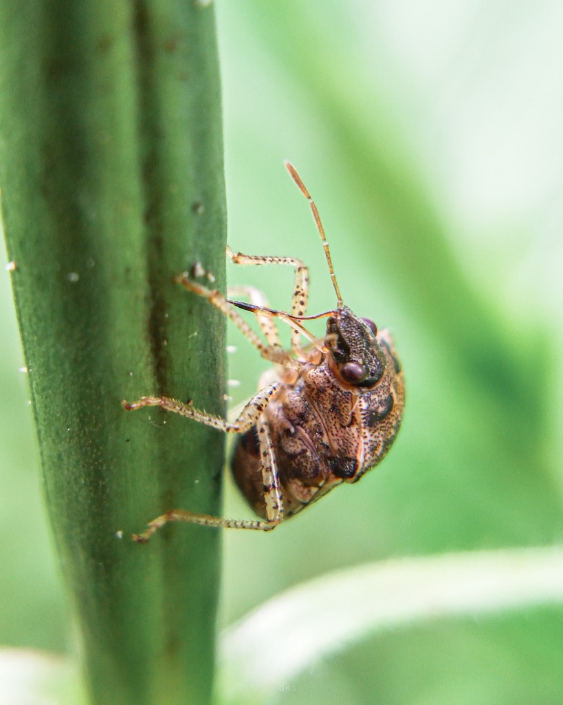 Small wild insect on focus - PixaHive