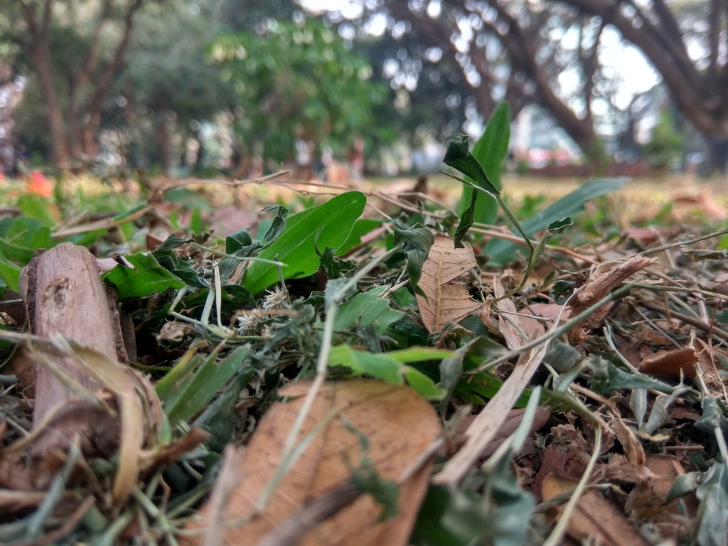 Some dry leaves and grass - PixaHive