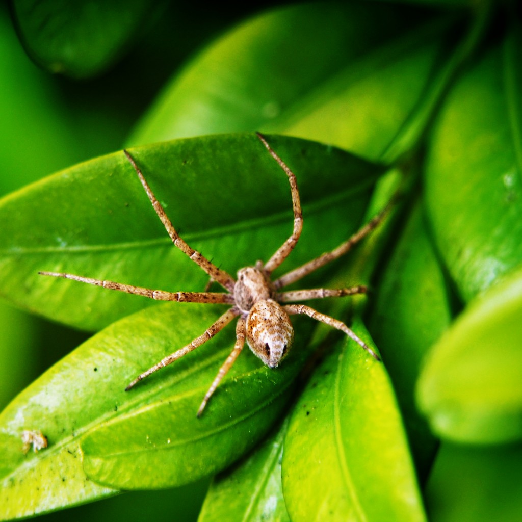 Spider on leaf - PixaHive