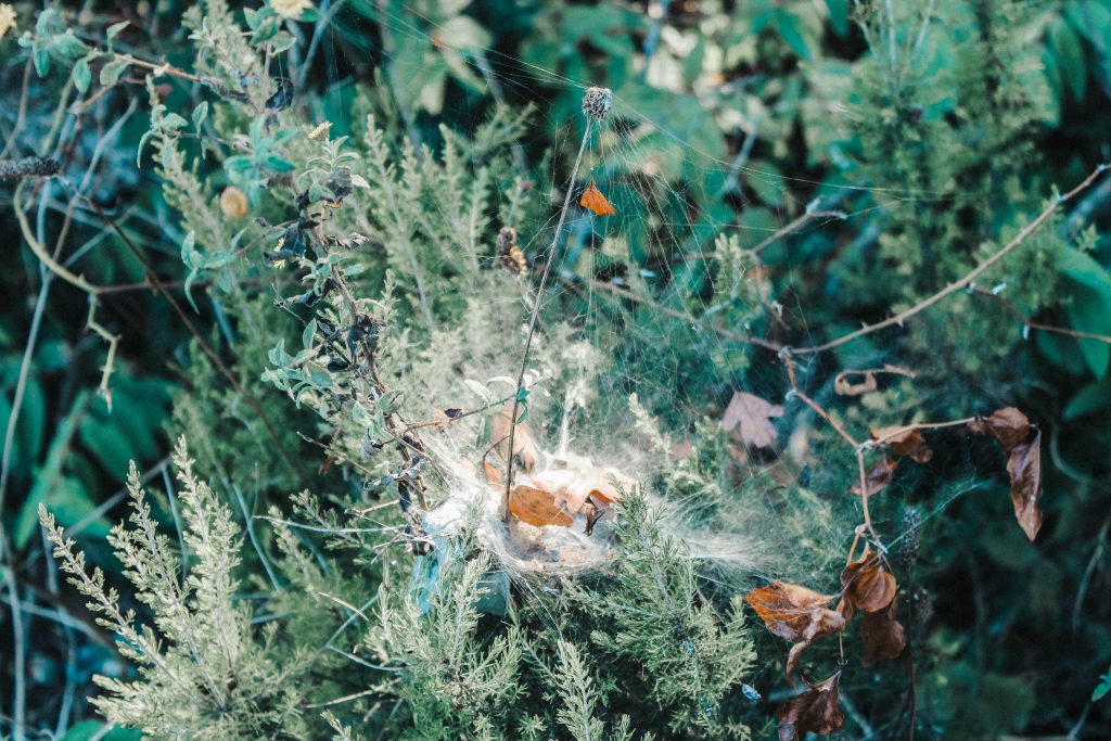 Spider web in the herbs - PixaHive