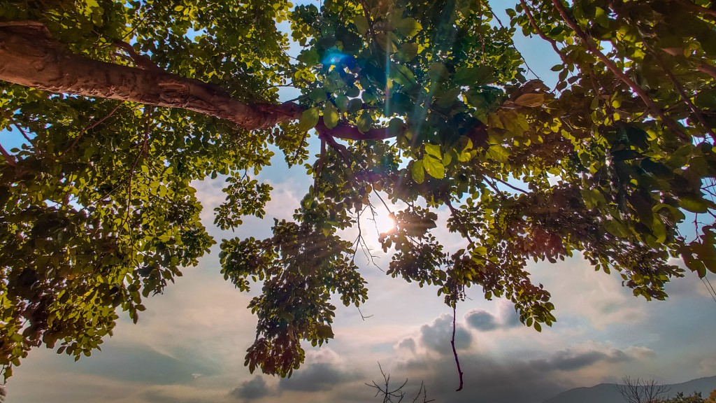 Standing Trees - PixaHive