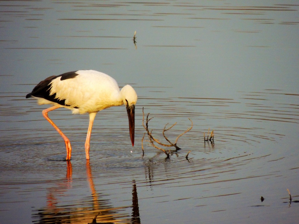 Stork on Waters - PixaHive