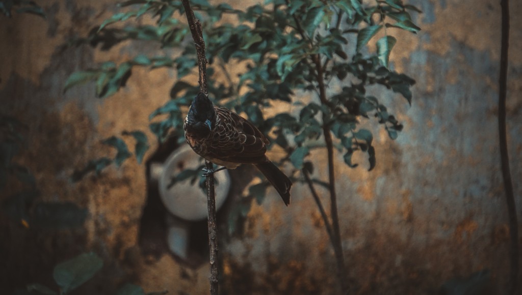 Take Flight - PixaHive