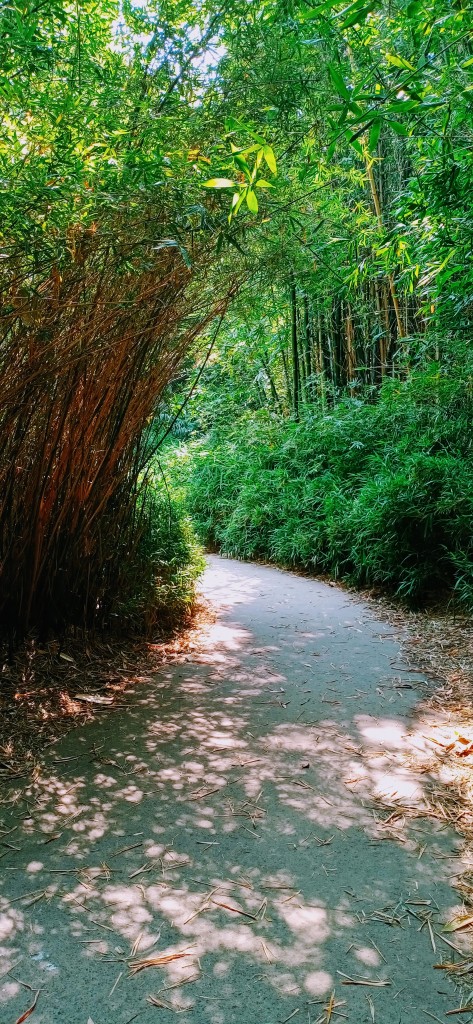 The Bamboo trail - PixaHive