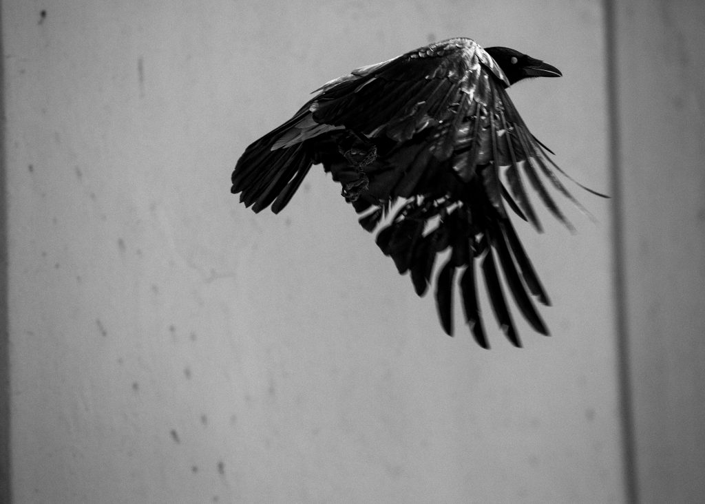 A flying crow - PixaHive
