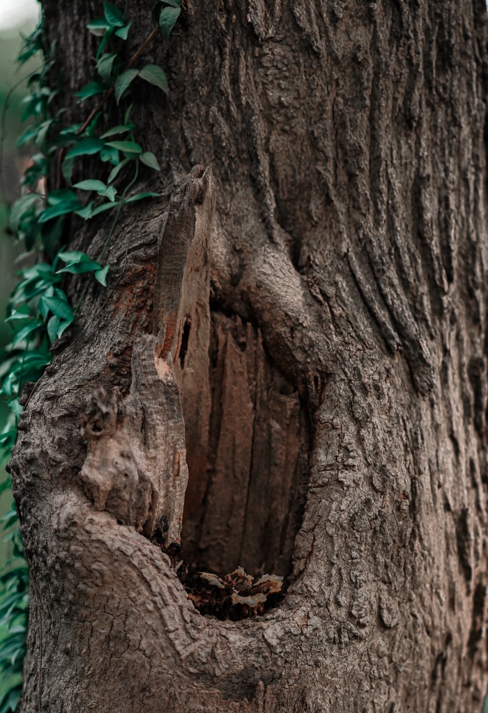 Tree Trunk - PixaHive