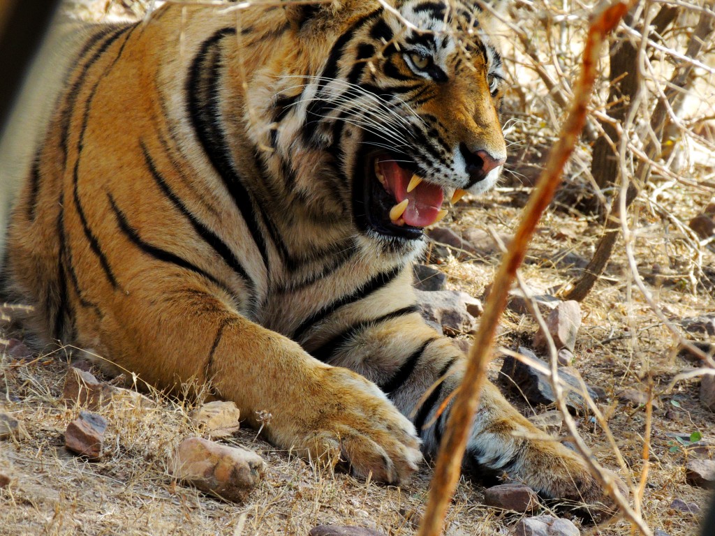 Tiger on Focus - PixaHive