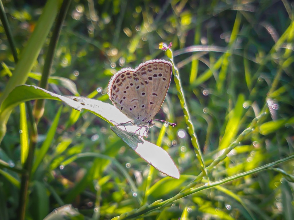 Tiny Butterfly Standing on Leaf - PixaHive