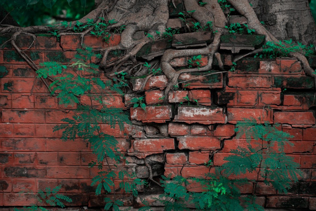 Tree Roots on Brick Wall - PixaHive