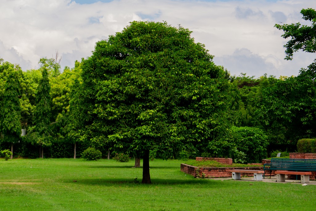 Tree in the Park - PixaHive