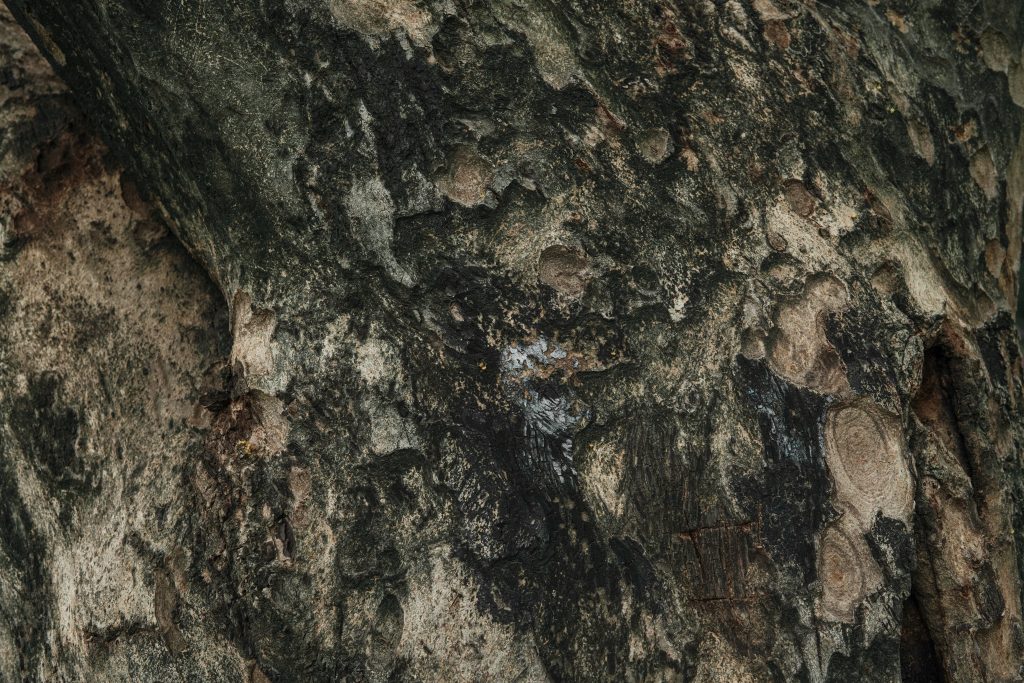 Bark of a tree - PixaHive