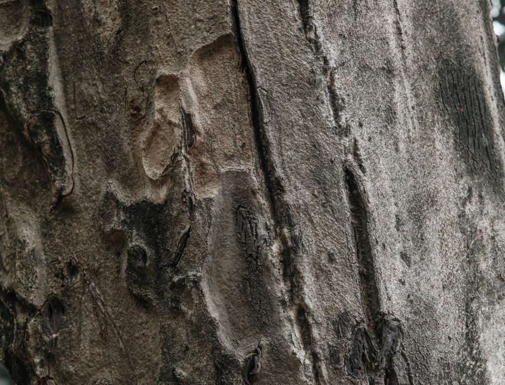 Tree bark - PixaHive