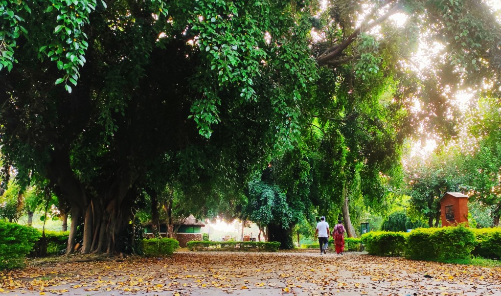 Tree with fallen leaves - PixaHive