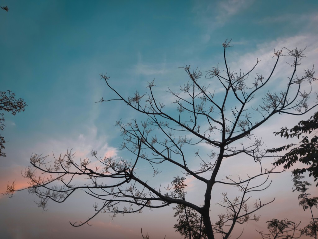 Tree with many Branches - PixaHive