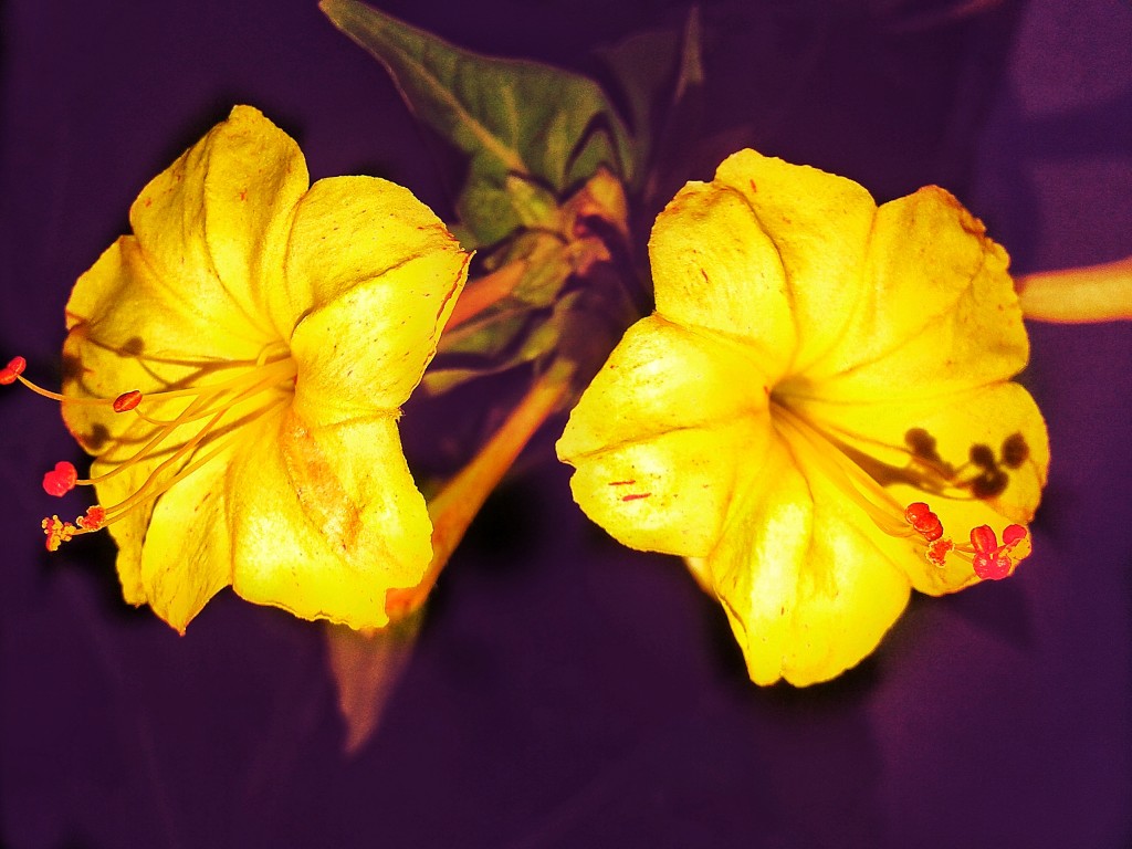 Two yellow four o'clock flower - PixaHive