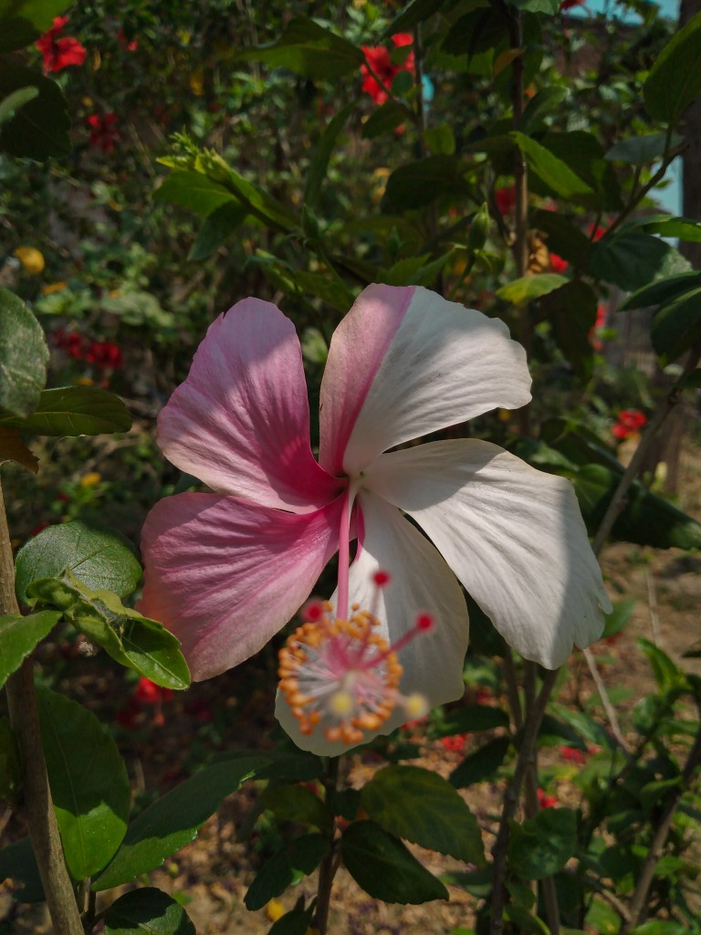 Unique two-coloured Flower - PixaHive