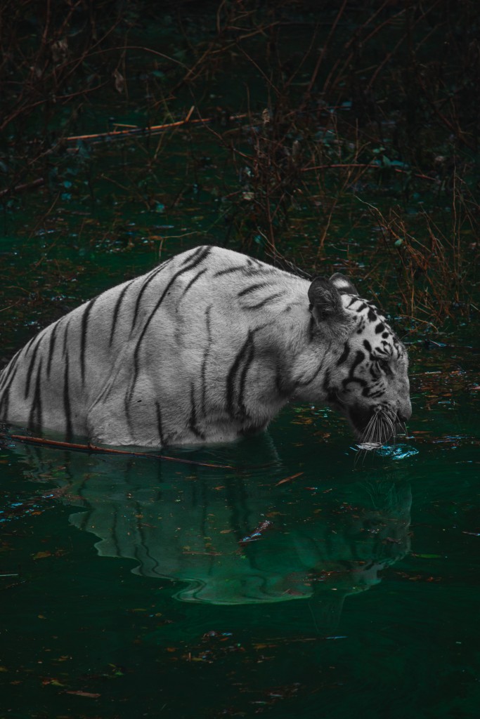 White Tiger in a lake - PixaHive