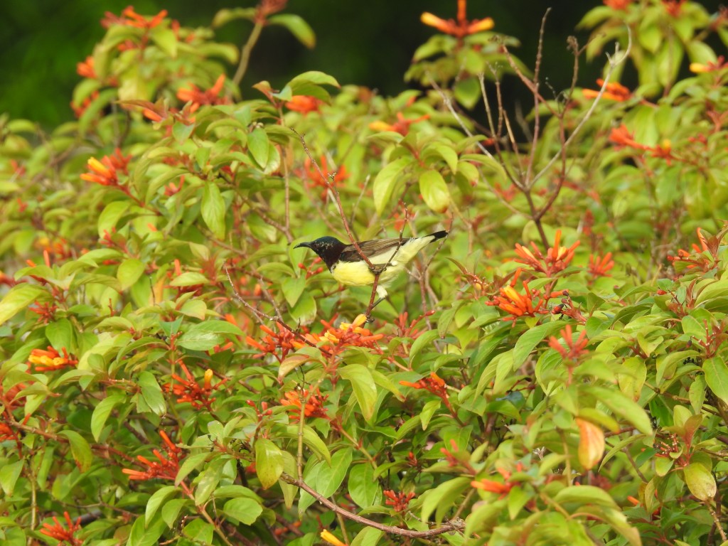 Yellow Sunbird in Flowers - PixaHive