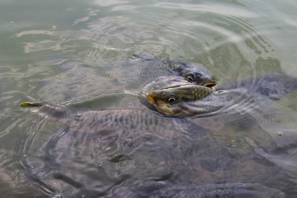 two fishes - PixaHive