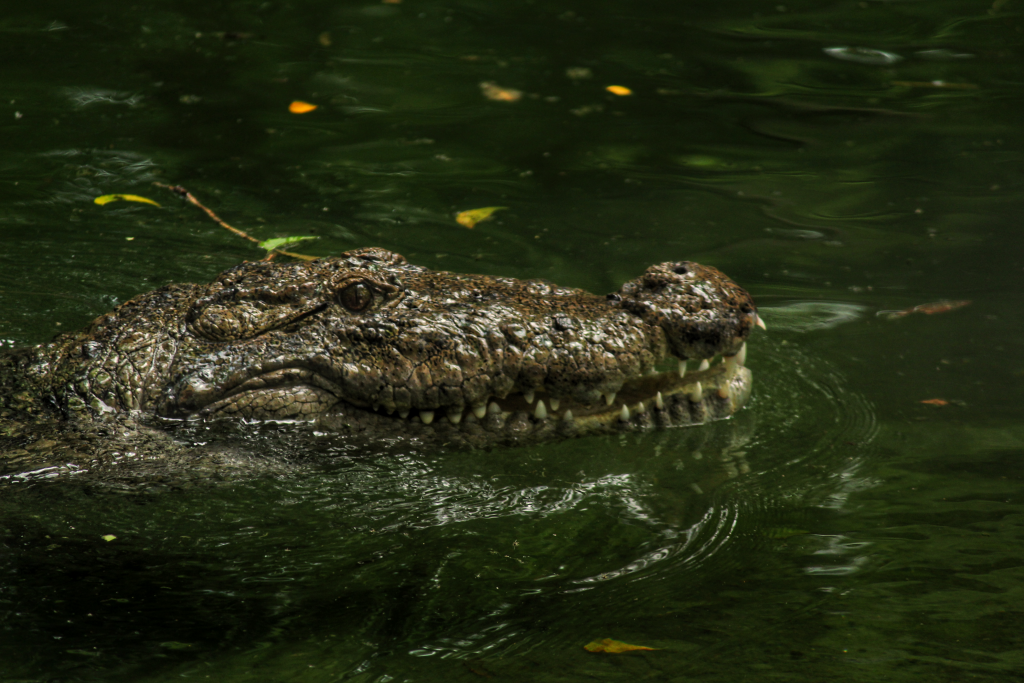 Crocodile - PixaHive