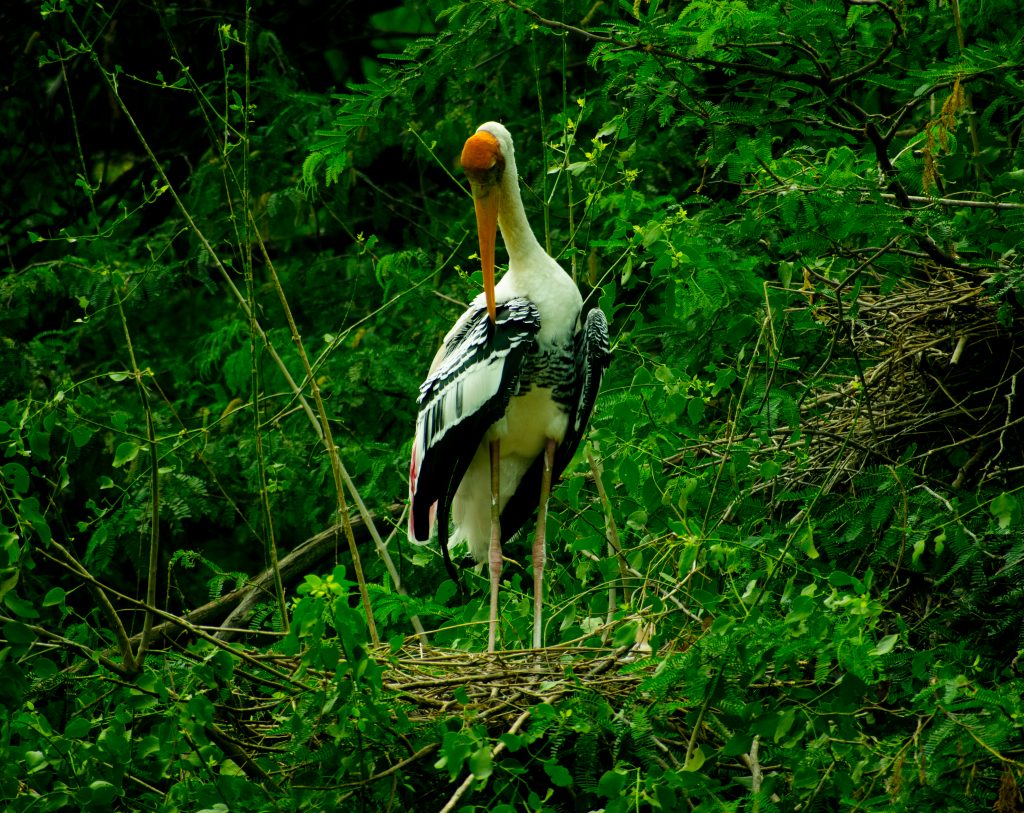 Stork on a tree - PixaHive