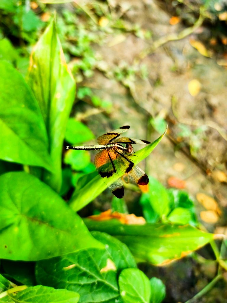 A Beautifull Dragon Fly - PixaHive