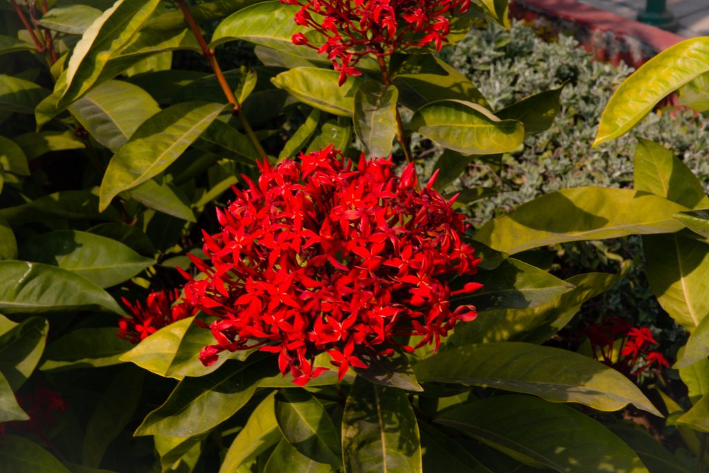 A Bunch of Red Flowers - PixaHive