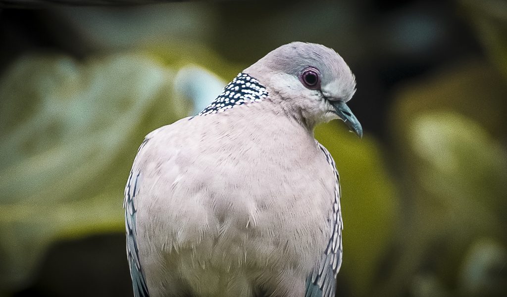 A Dove - PixaHive