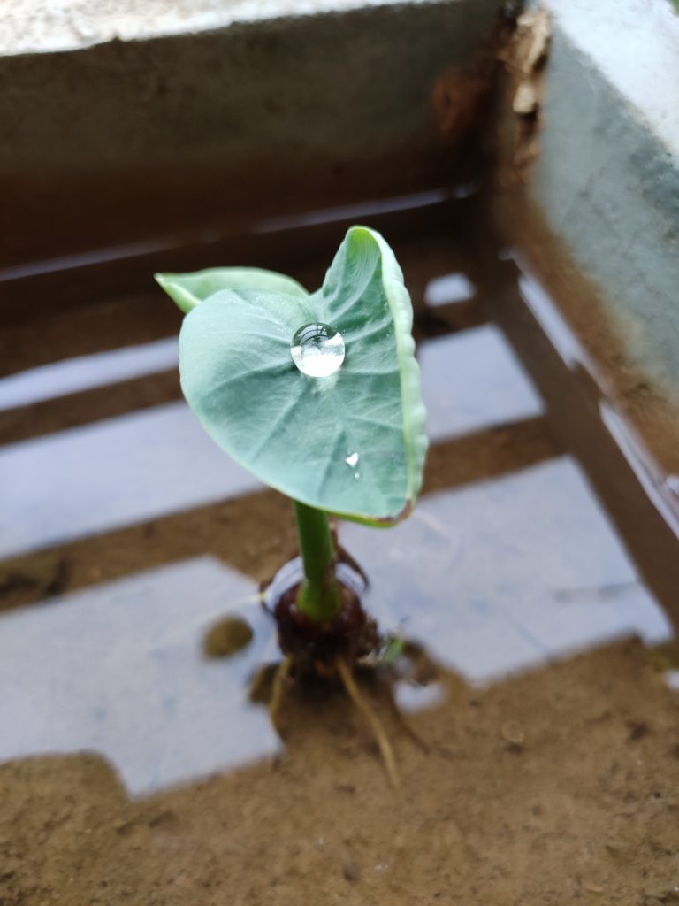 A Drop on the Leaf - PixaHive