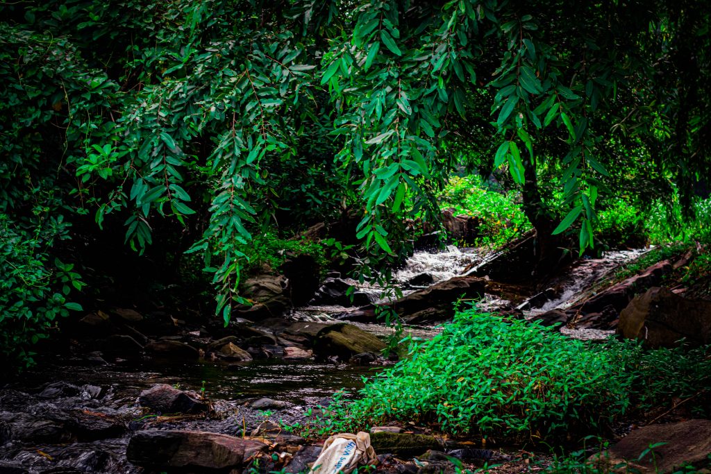 A Stream in a Forest - PixaHive