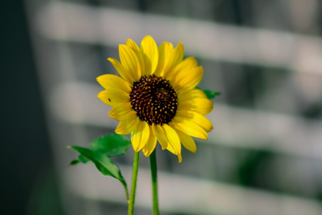 A beautiful Sunflowers flower image - PixaHive