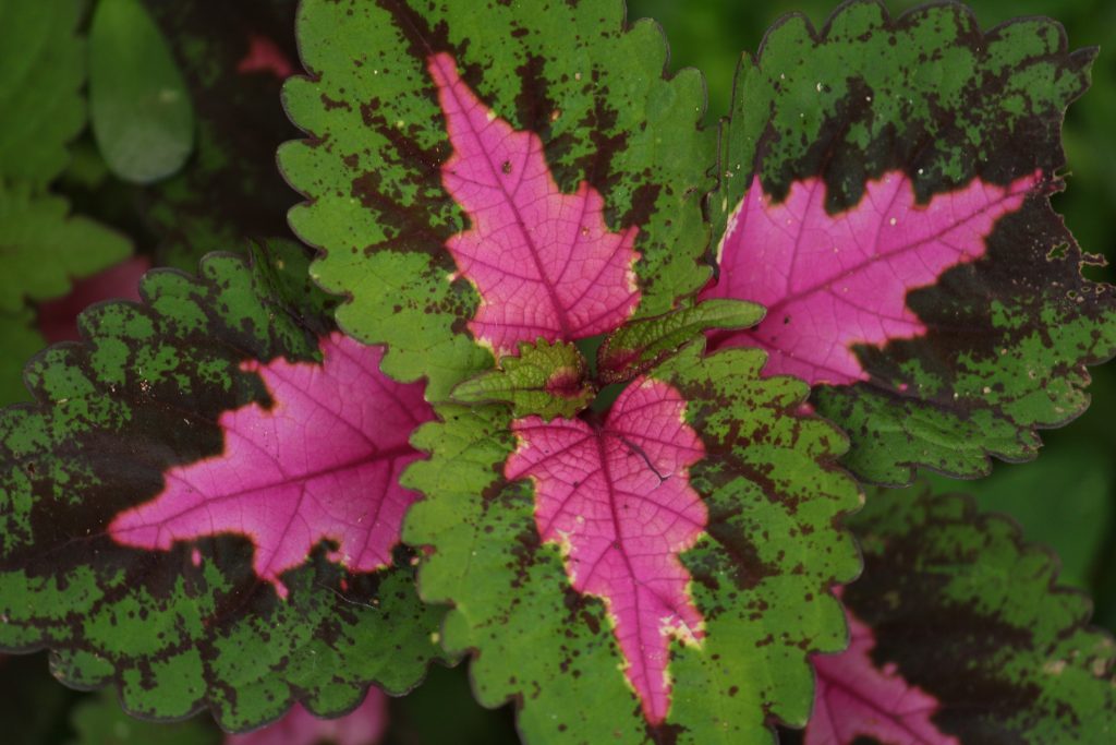 A beautiful leaf. - PixaHive