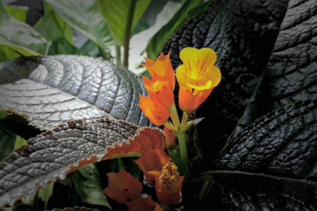 A beautiful multicoloured flowers - PixaHive