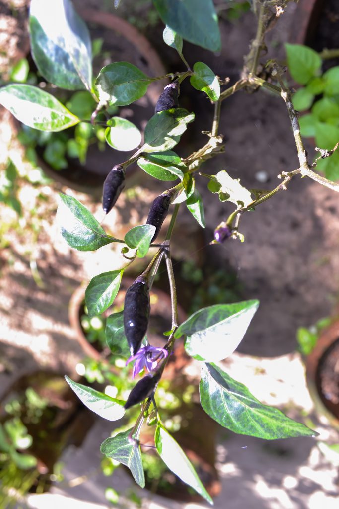 A black chilli plant - PixaHive