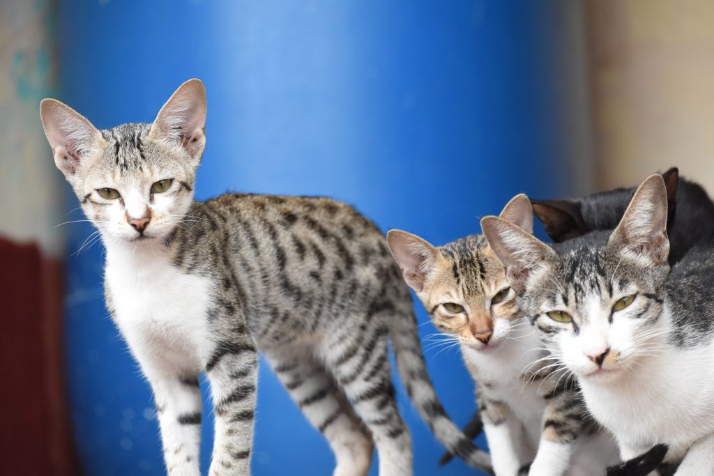 A clowder - PixaHive