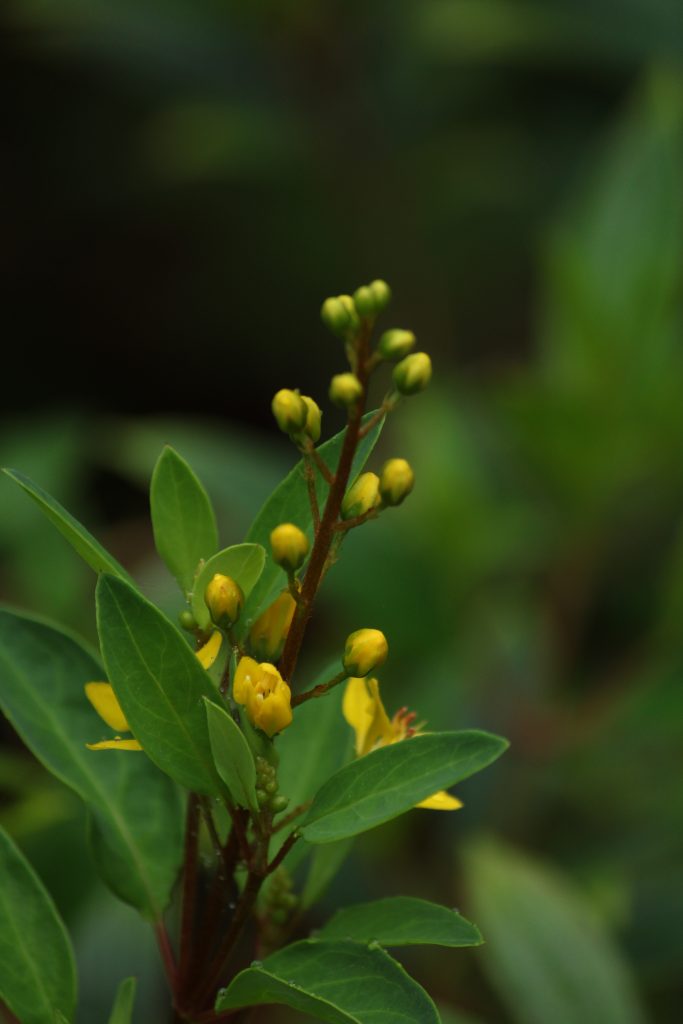 A couple of flower buds in the stem - PixaHive
